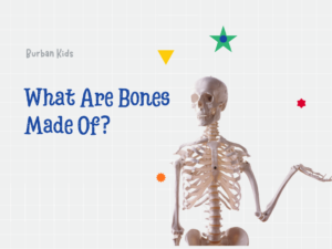 What Are Bones Made Of?