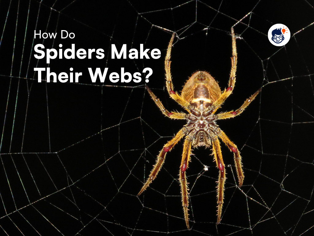How Do Spiders Make Their Webs?