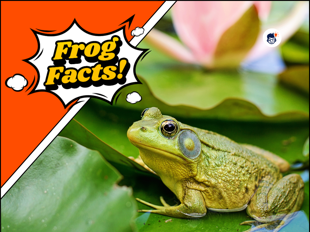 30+ Frog Facts that You Should Know