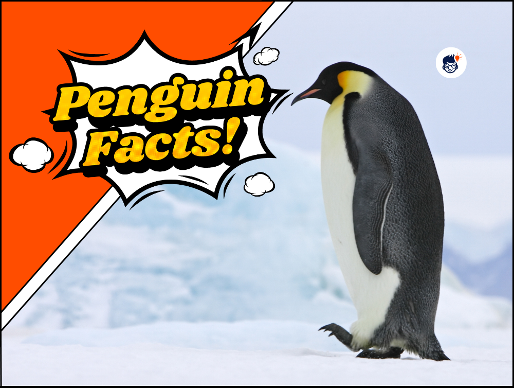 20 Interesting Penguin Facts that You Should Know