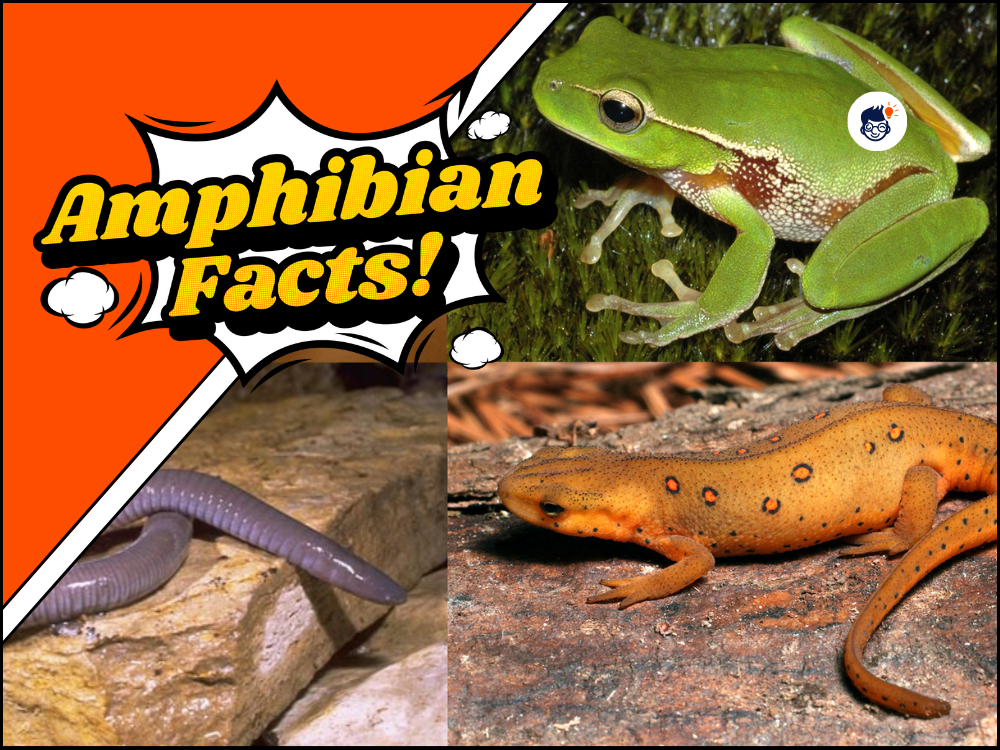 20 Amphibian Facts that You Should Know