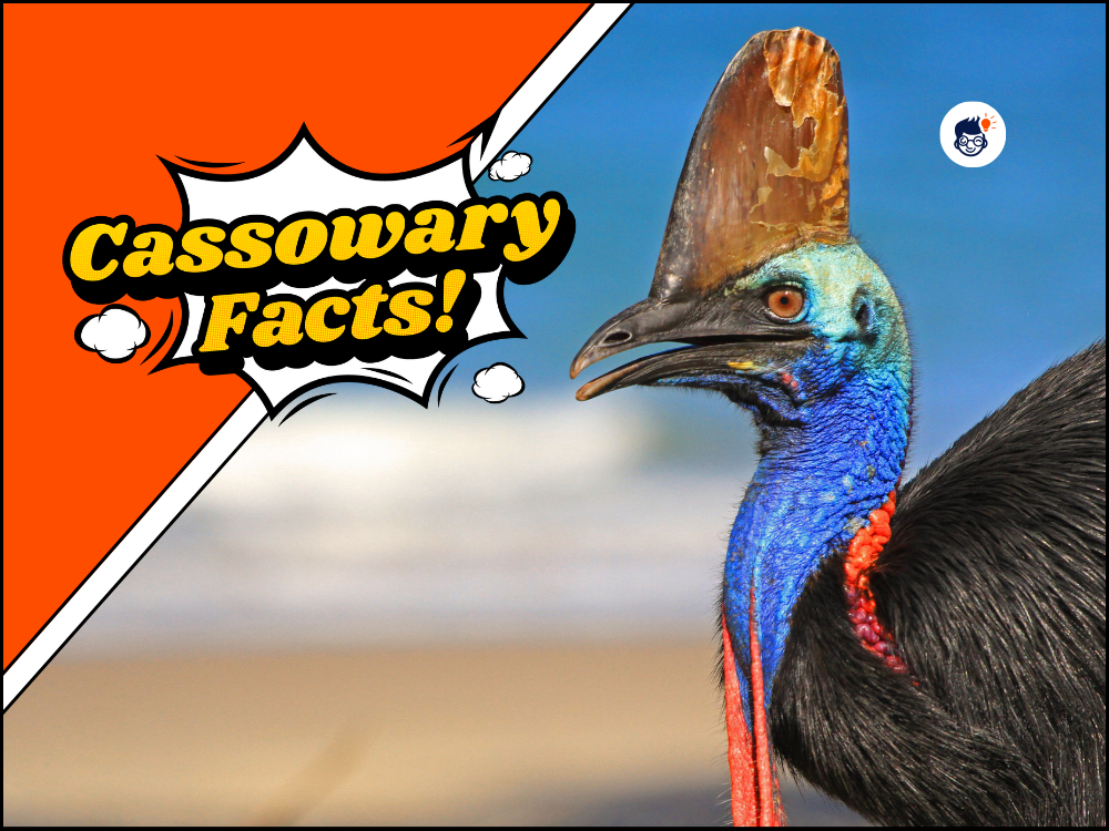 40 Cassowary Facts that You Should Know