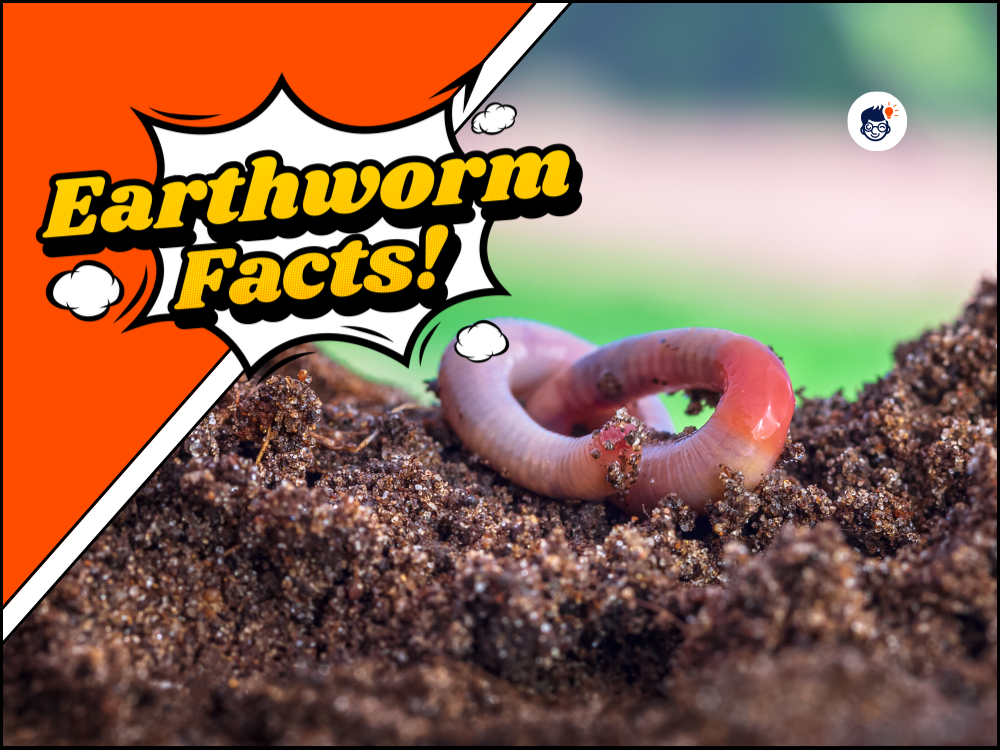 20 Earthworm Facts that You Should Know