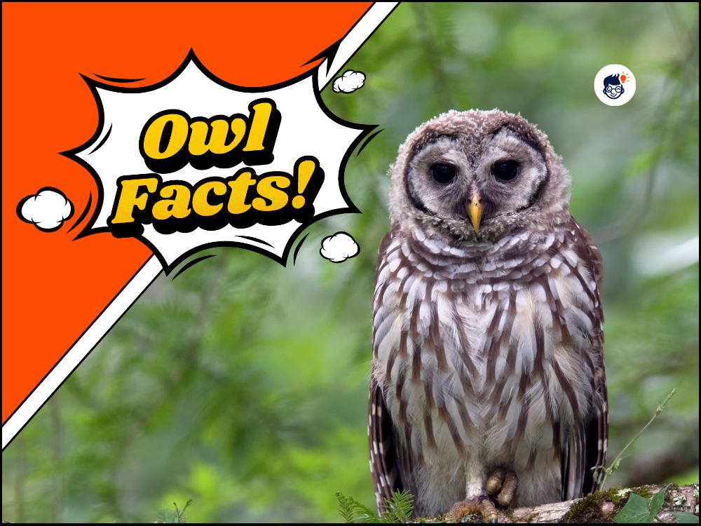 20+ interesting Owl Facts that You Don’t Know
