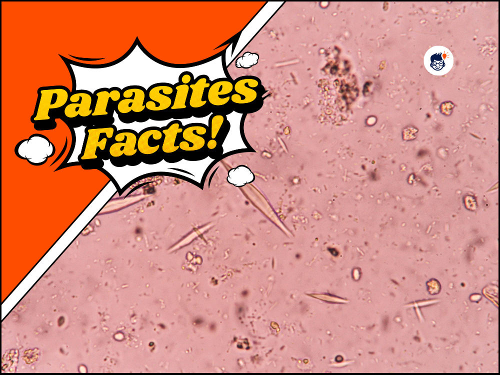 19 Parasites Facts that You Should Know