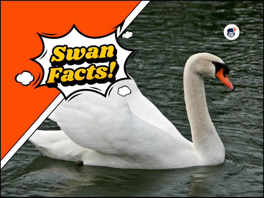42 Majestic Swan Facts that You Should Know