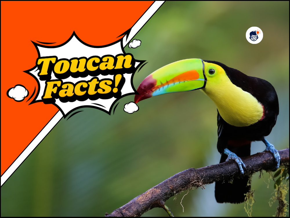 19 Fascinating Toucan Facts that You Should Know