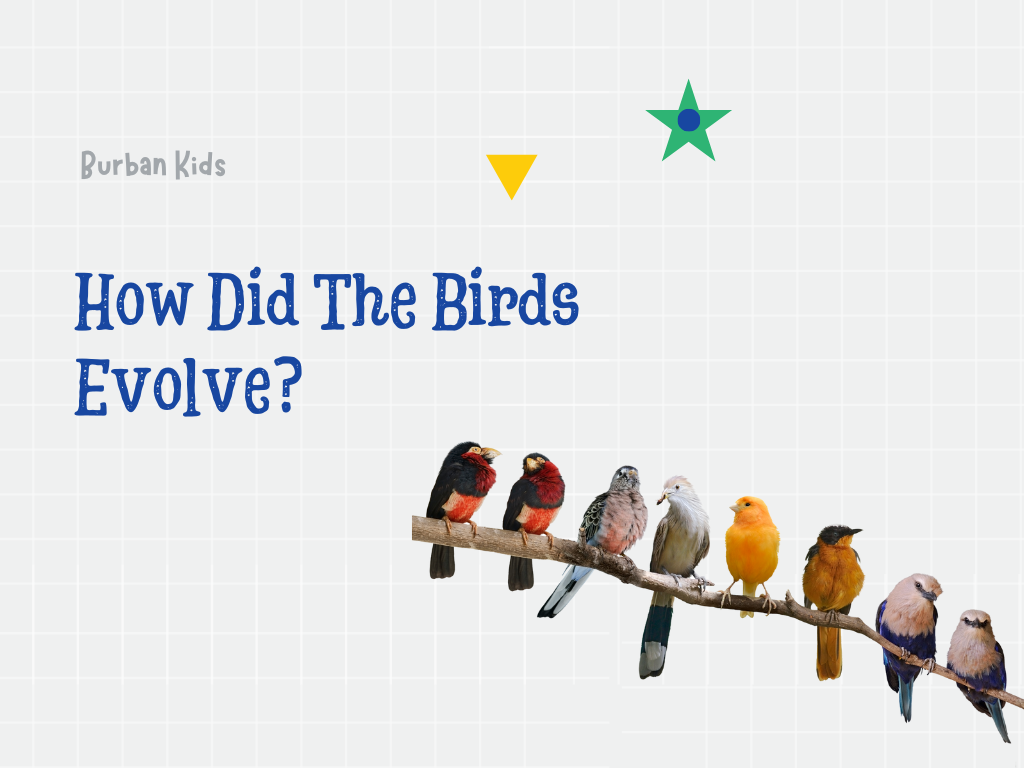 How Did The Birds Evolve?
