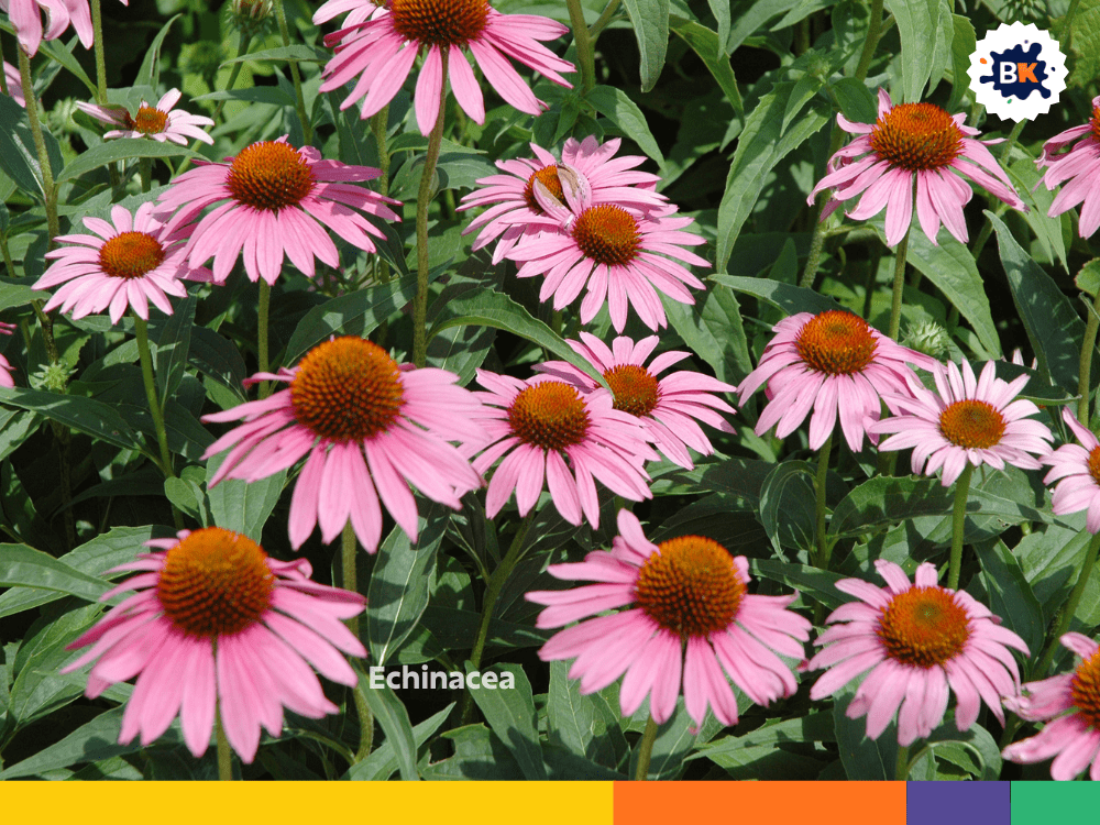 30+ Awesome Plants that Start with E