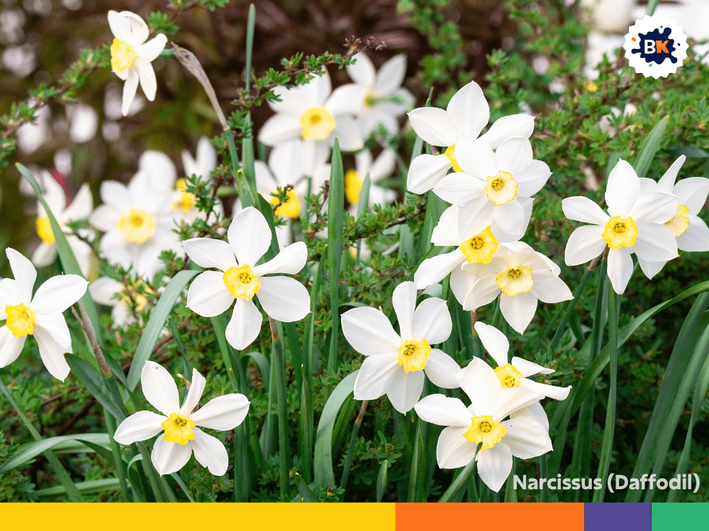 25+ Gorgeous Plants That Start With N