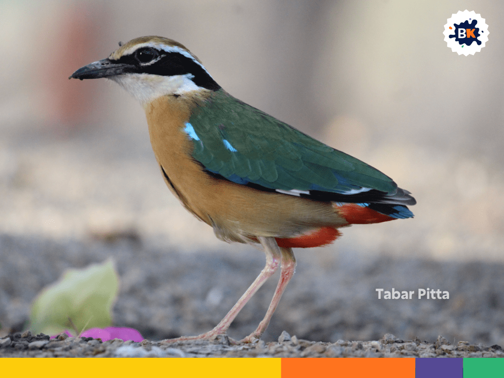 73+ Amazing Birds that Start with T in English